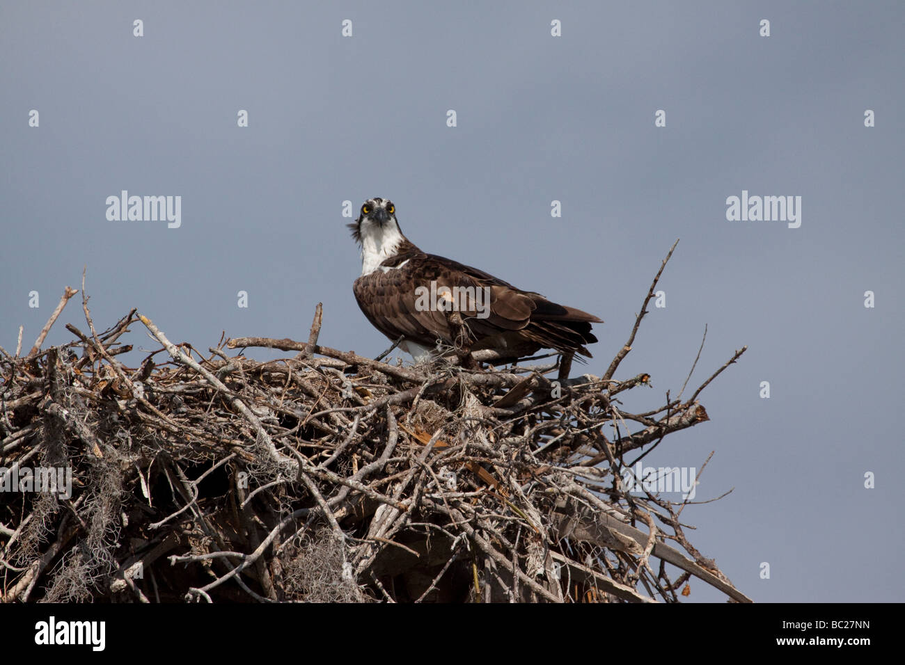 female osprey on nest Stock Photo - Alamy