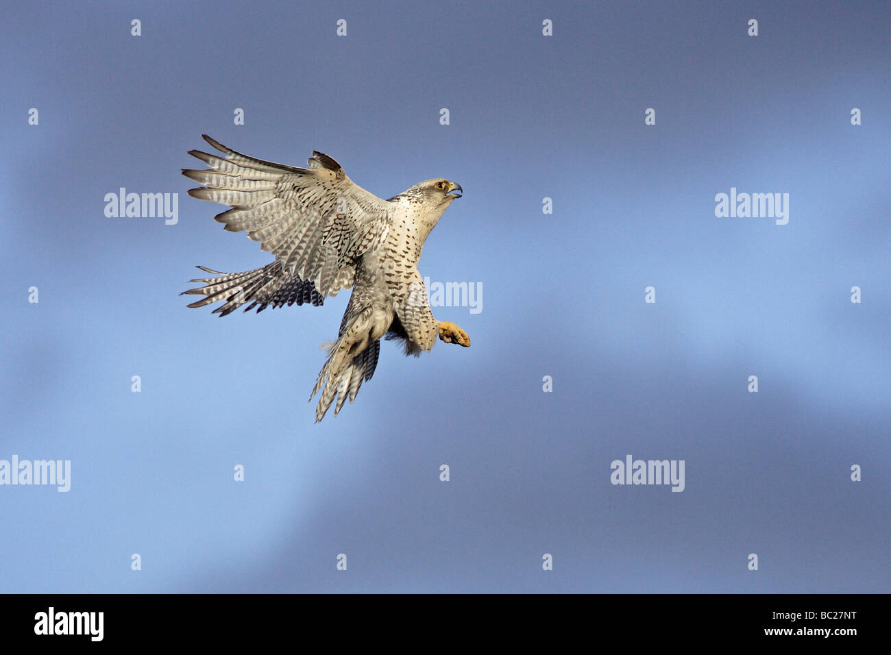 Falcon flying hi-res stock photography and images - Alamy