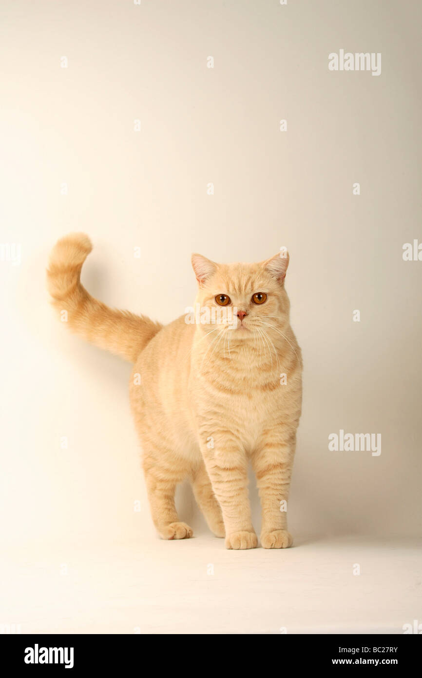 British Shorthair Cat tomcat cream Stock Photo - Alamy