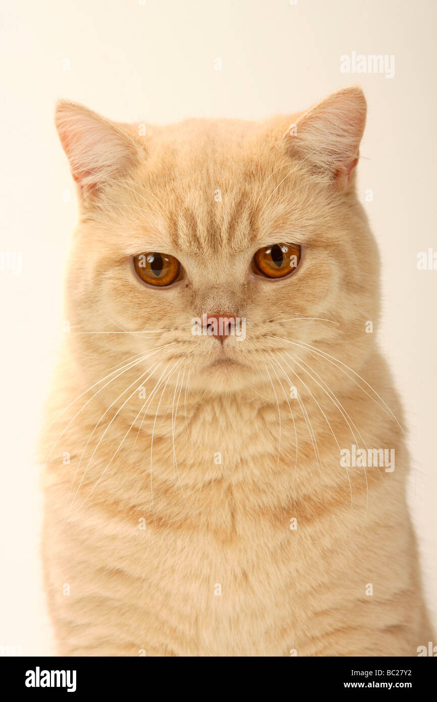 British Shorthair Cat tomcat cream Stock Photo - Alamy