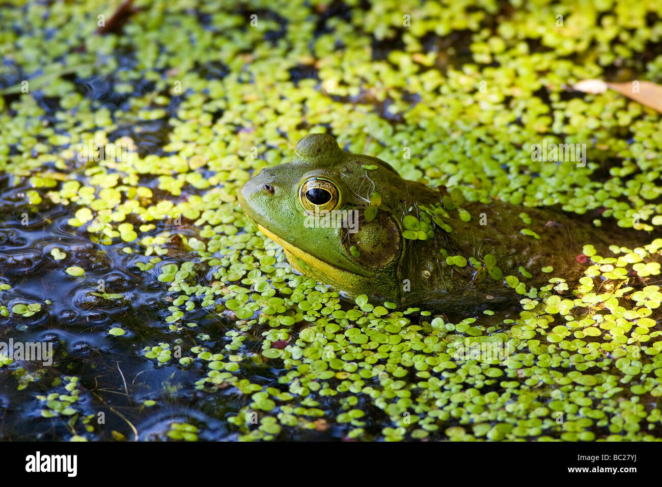 Alamy frog hi-res stock photography and images - Alamy