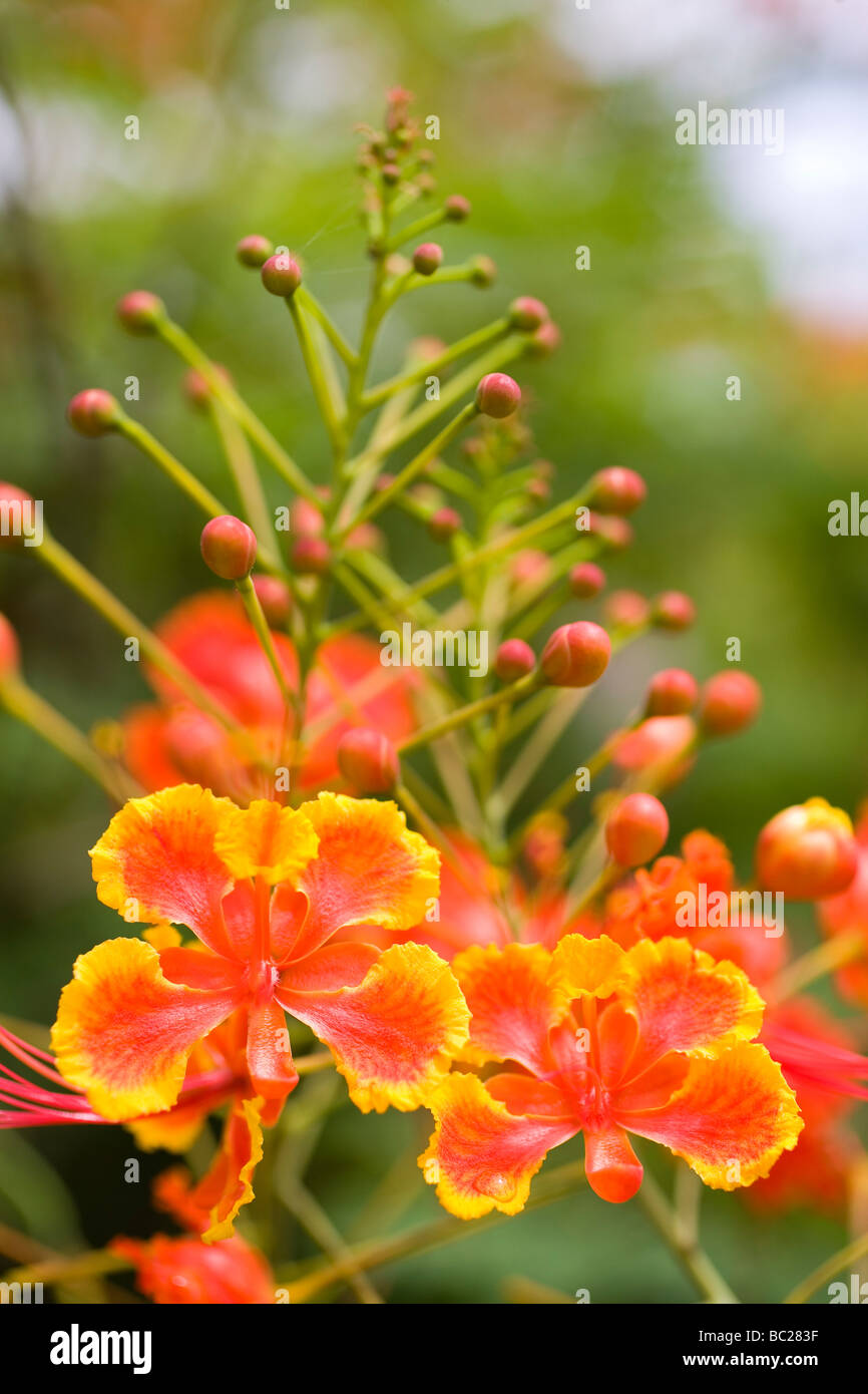 Beautiful orange and red blossoms of a tropical Khmer flower, Cambodia ...