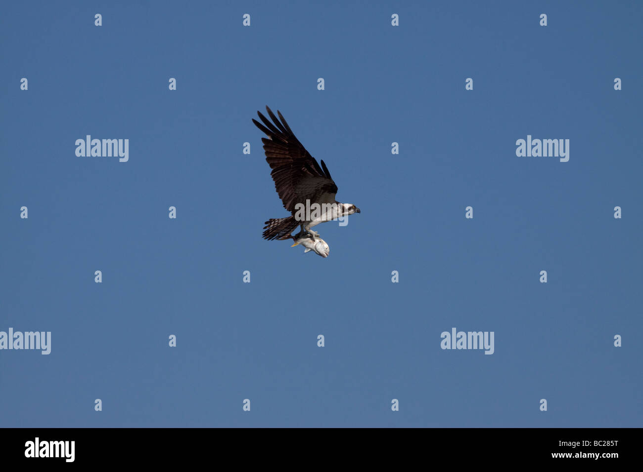 Osprey in flight with fish hi-res stock photography and images - Alamy