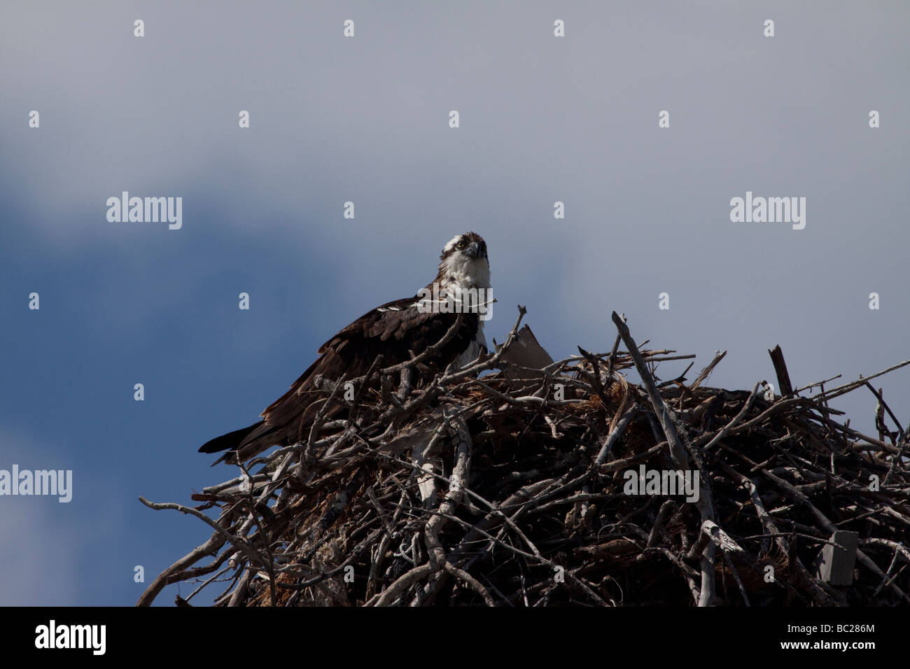 Osprey female hi-res stock photography and images - Alamy