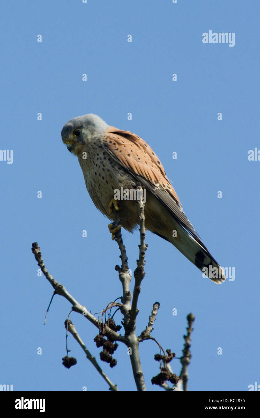 Kestrel bird hi-res stock photography and images - Alamy