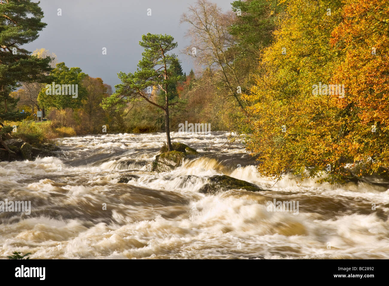 Scots Pine tree in the middle of the River Dochart during floods Stock ...