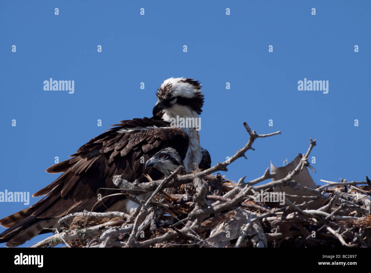 female osprey at nest Stock Photo - Alamy