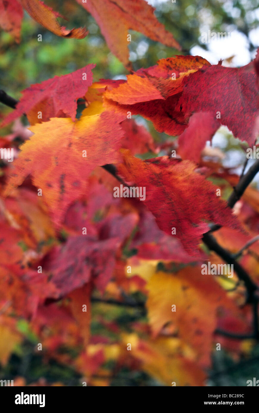 fall foliage color leaf leaves grass autumn nature forest natural ...