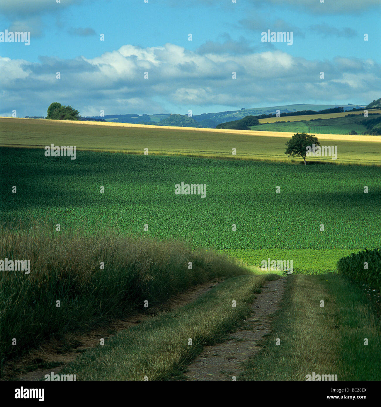 Dirt track path pathway hi-res stock photography and images - Alamy