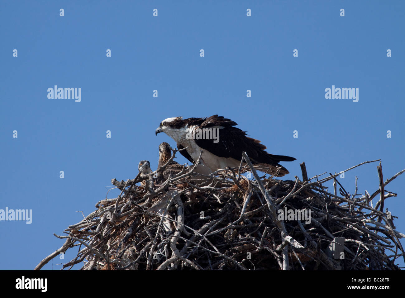Female osprey flying hi-res stock photography and images - Alamy