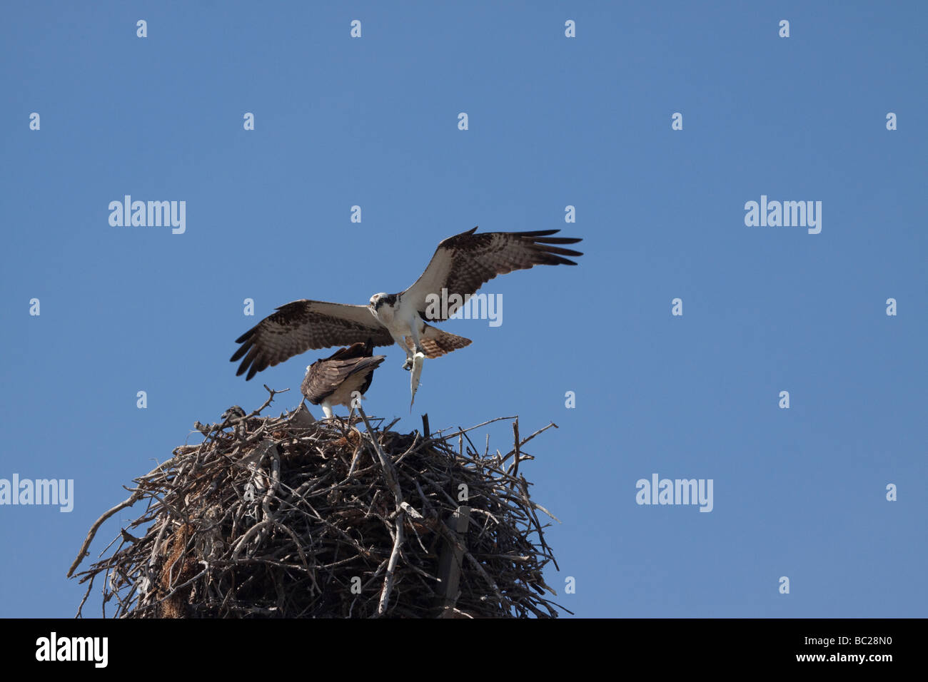 Fish nest hi-res stock photography and images - Alamy