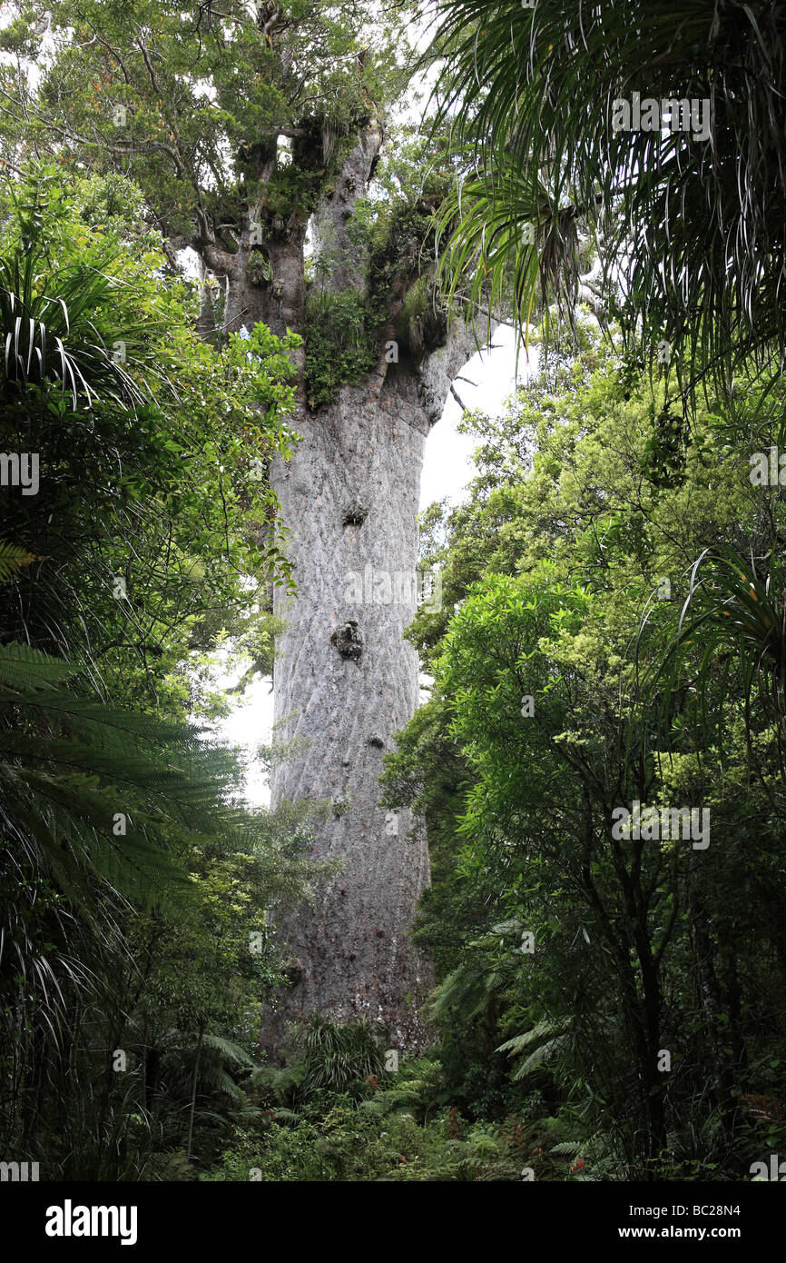 Tane mahuta hi-res stock photography and images - Alamy