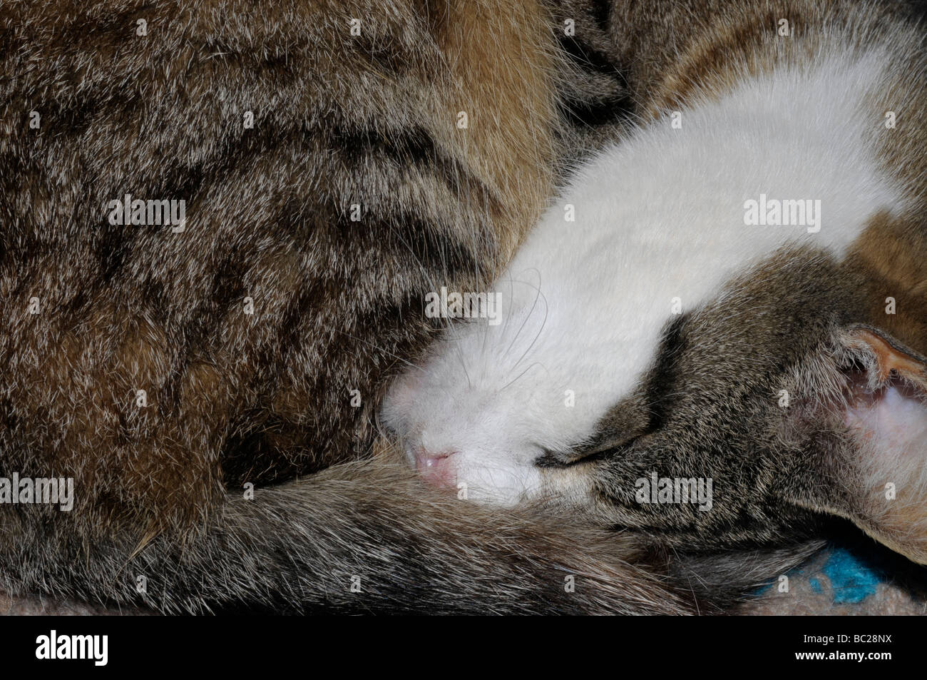 Tabby cat sleeping Stock Photo - Alamy
