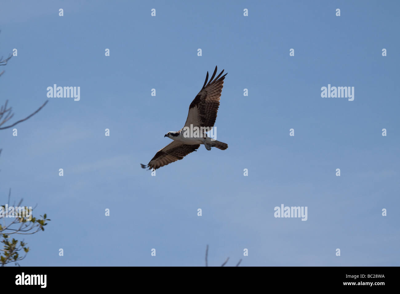 osprey in flight Stock Photo - Alamy