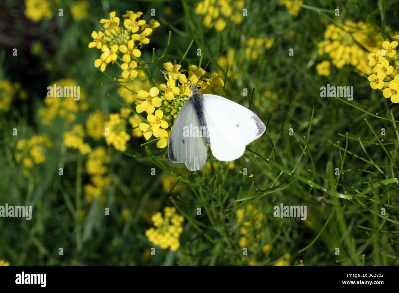White moth on wild flower Stock Photo - Alamy