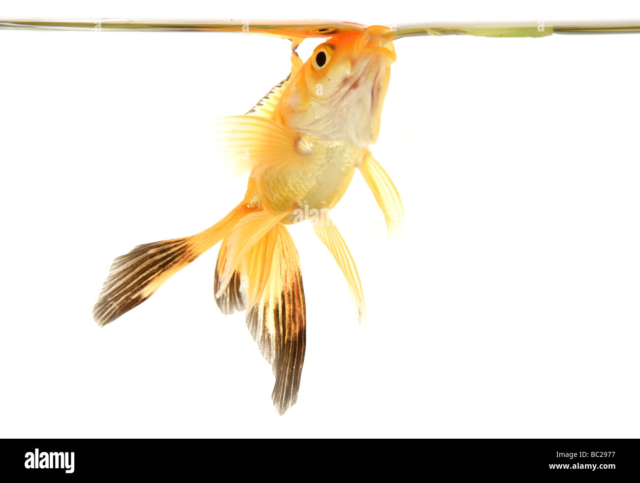 Fantail goldfish cutout portrait studio Stock Photo - Alamy