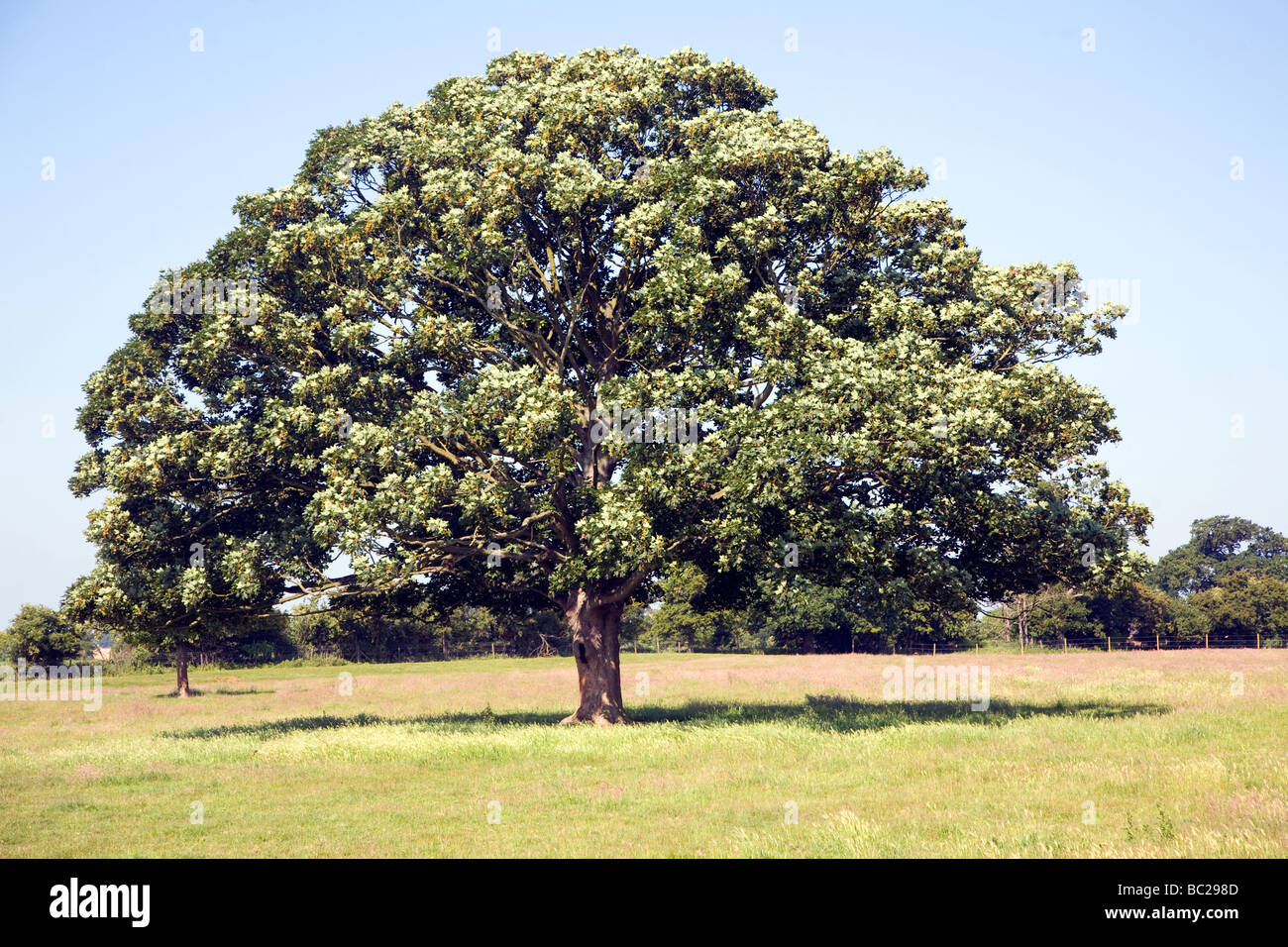 Sycamore tree acer pseudoplatanus hi-res stock photography and images ...