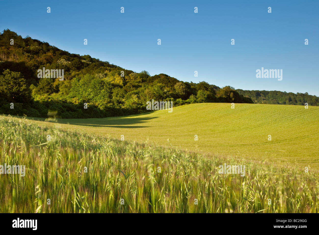 Summer landscape in the garden of England ­ Kent Stock Photo - Alamy