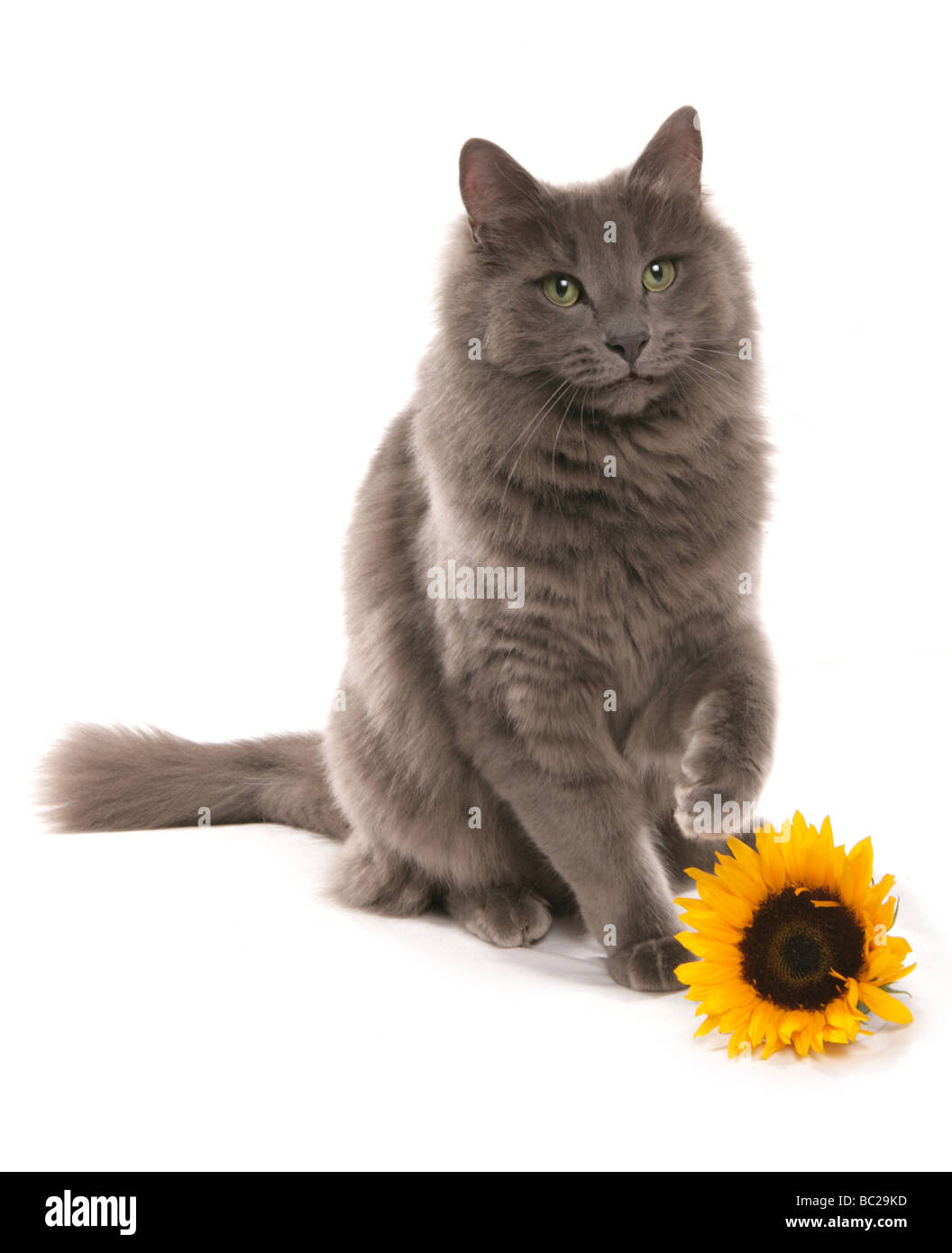 Cat sunflower hi-res stock photography and images - Alamy