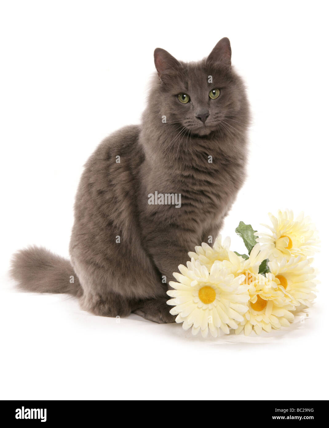 Cat flowers blue Cut Out Stock Images & Pictures - Alamy
