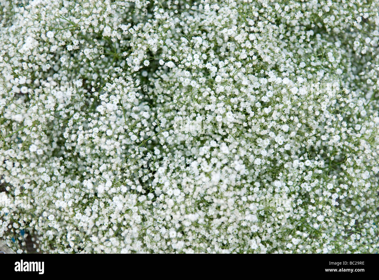 Gyp hi-res stock photography and images - Alamy