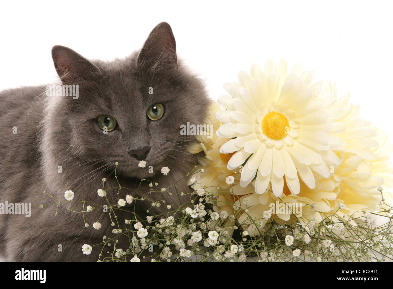 cat with flowers portrait in a studio Stock Photo - Alamy