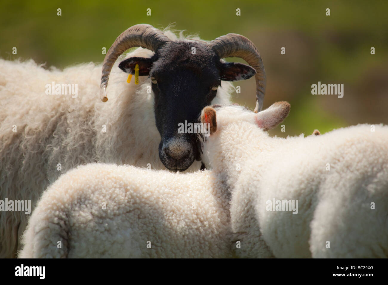 Domestic sheep Ovis aries Stock Photo - Alamy