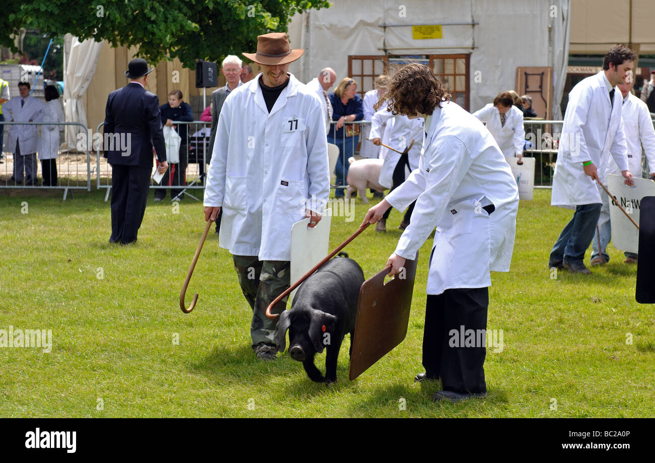 Showing pigs hi-res stock photography and images - Alamy