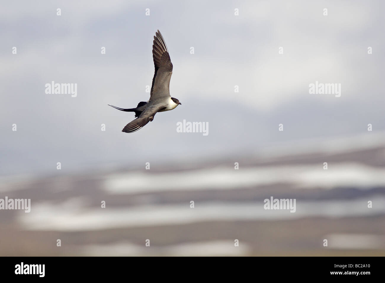 Long-tailed Skua in flight Stock Photo - Alamy