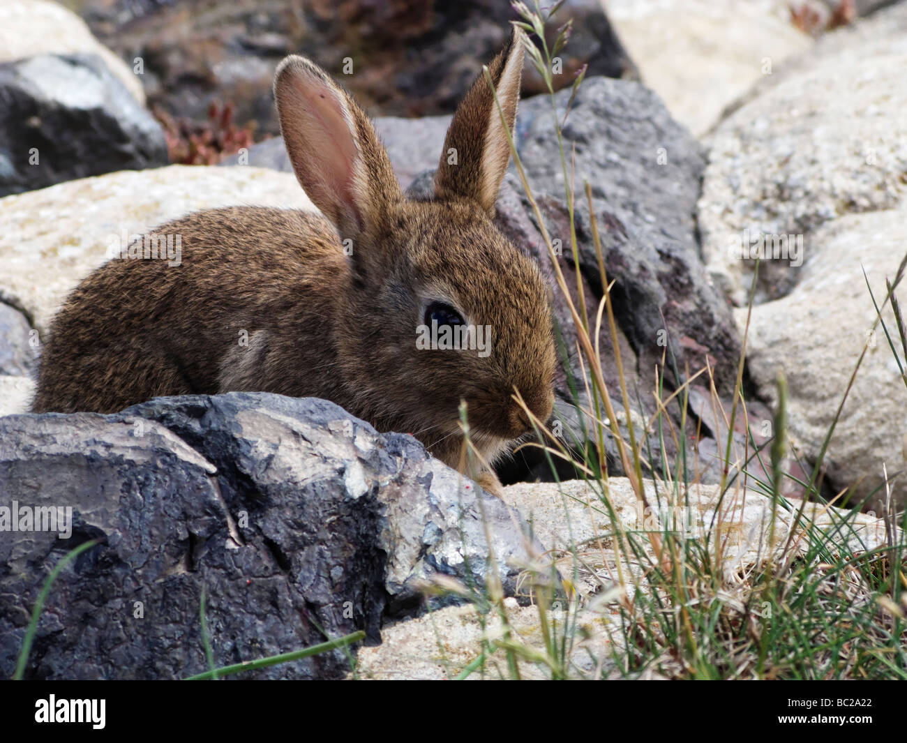Young rabbit wildlife hi-res stock photography and images - Alamy