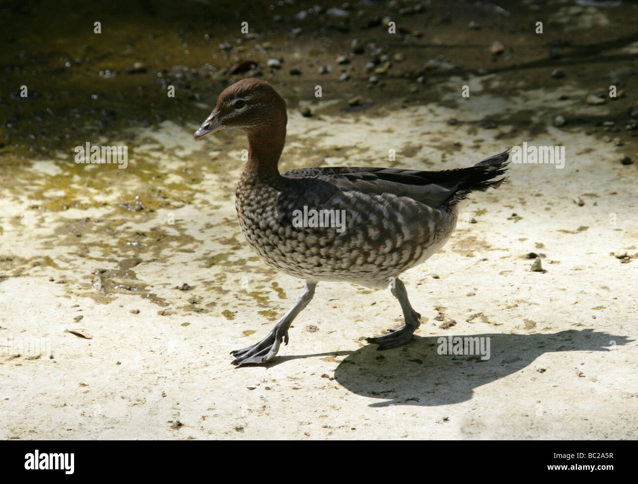 Australian Wood Duck or Maned Duck, Chenonetta jubata, Anatidae ...