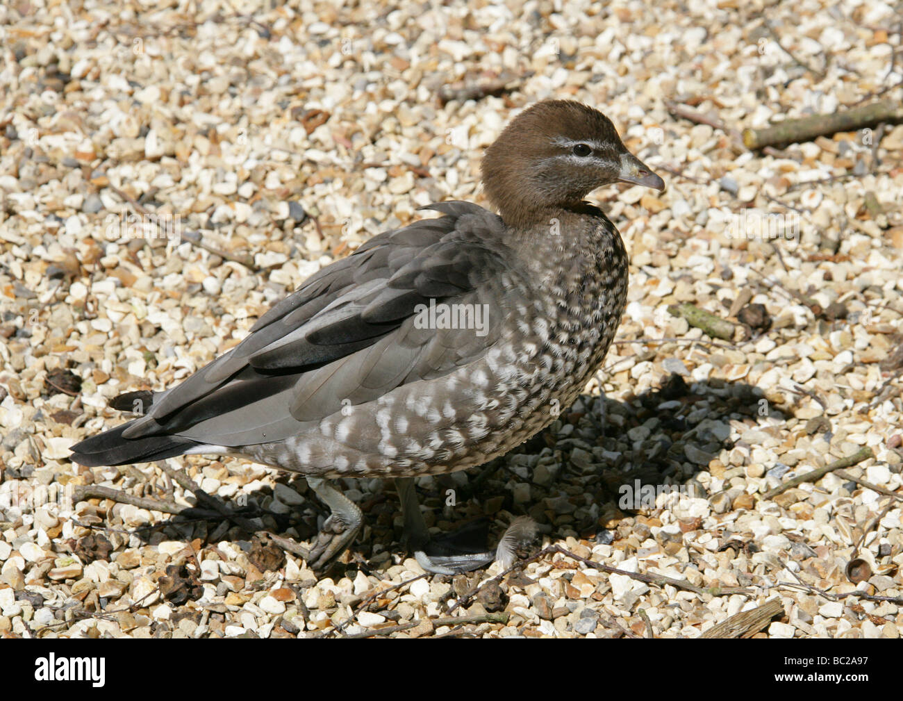 Australian Wood Duck or Maned Duck, Chenonetta jubata, Anatidae ...