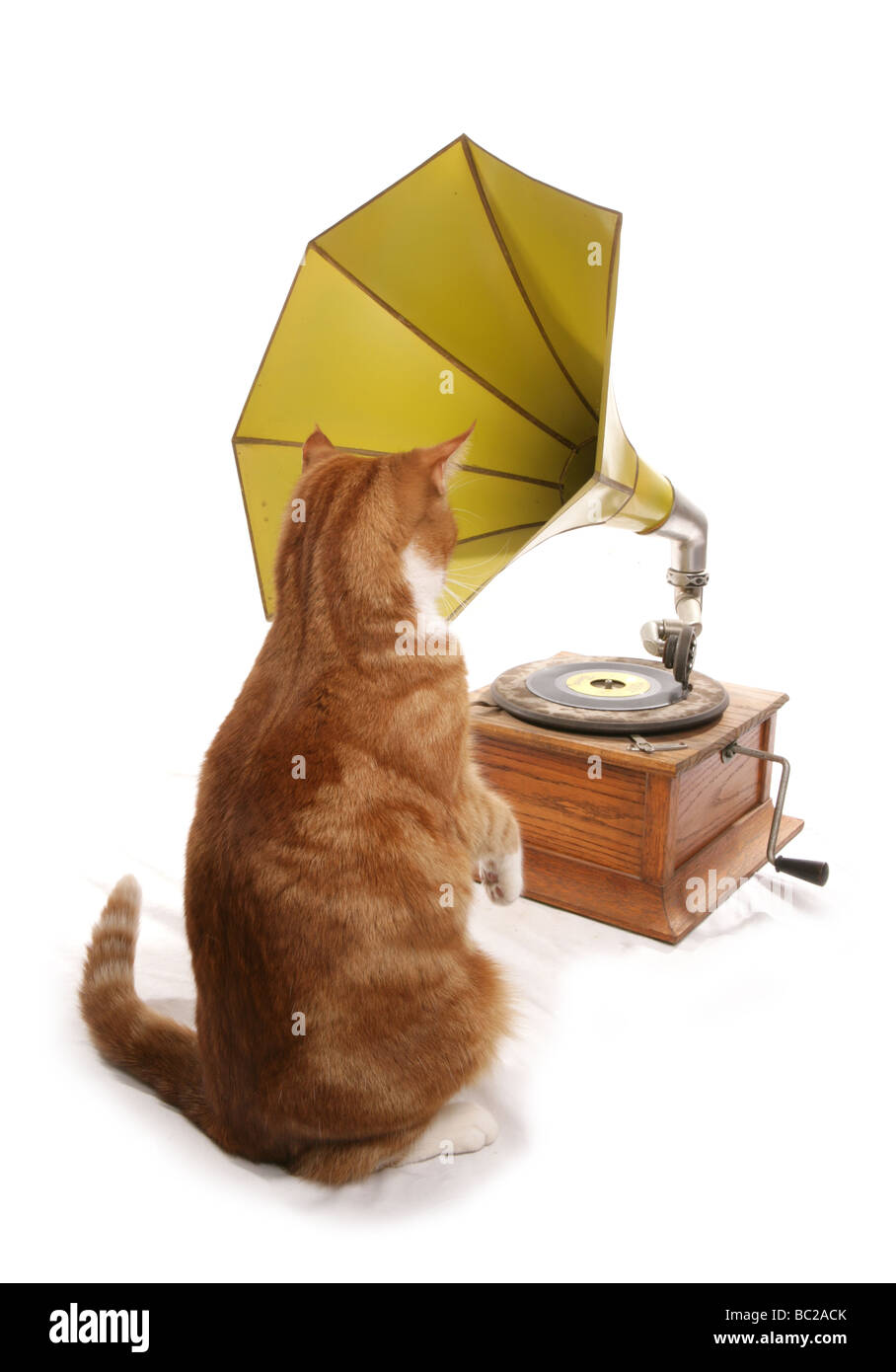 ginger cat listening to an old gramophone portrait in a studio Stock ...