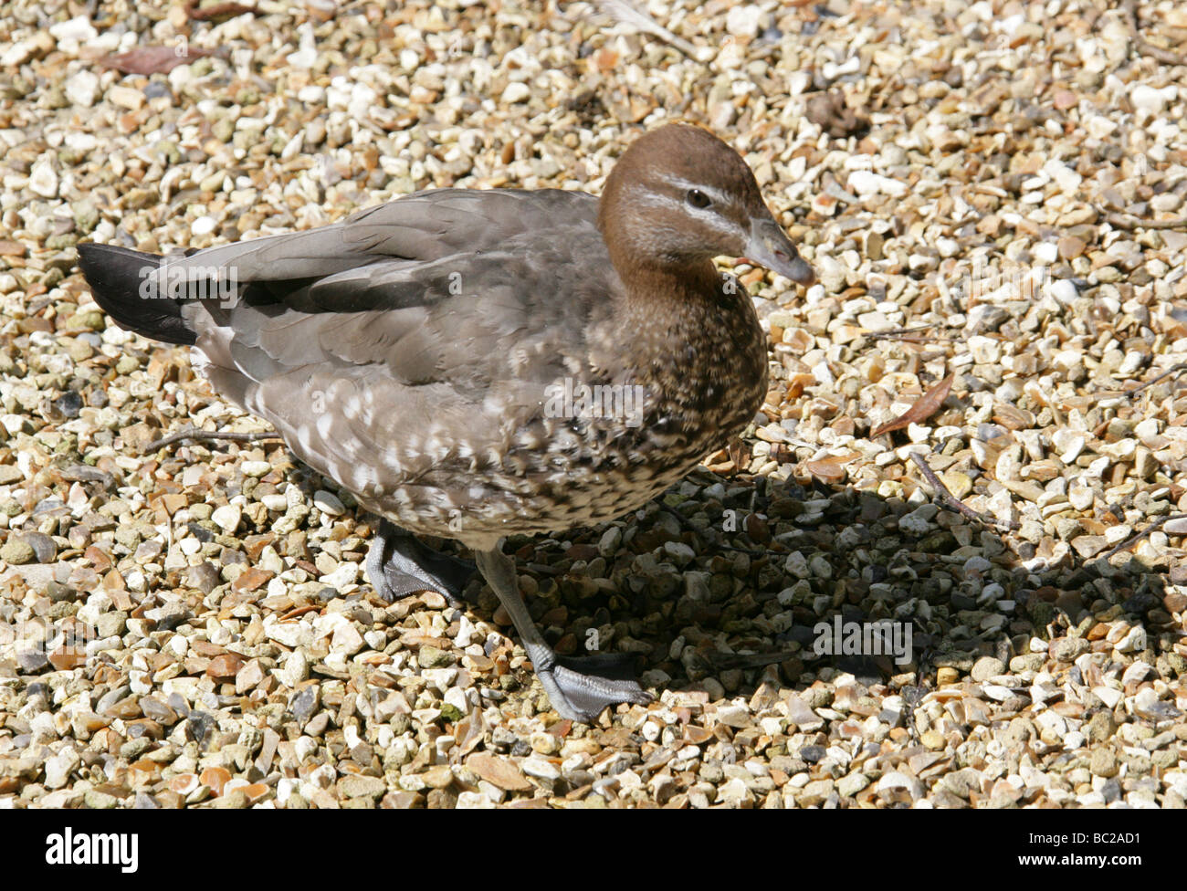 Australian wood hi-res stock photography and images - Alamy