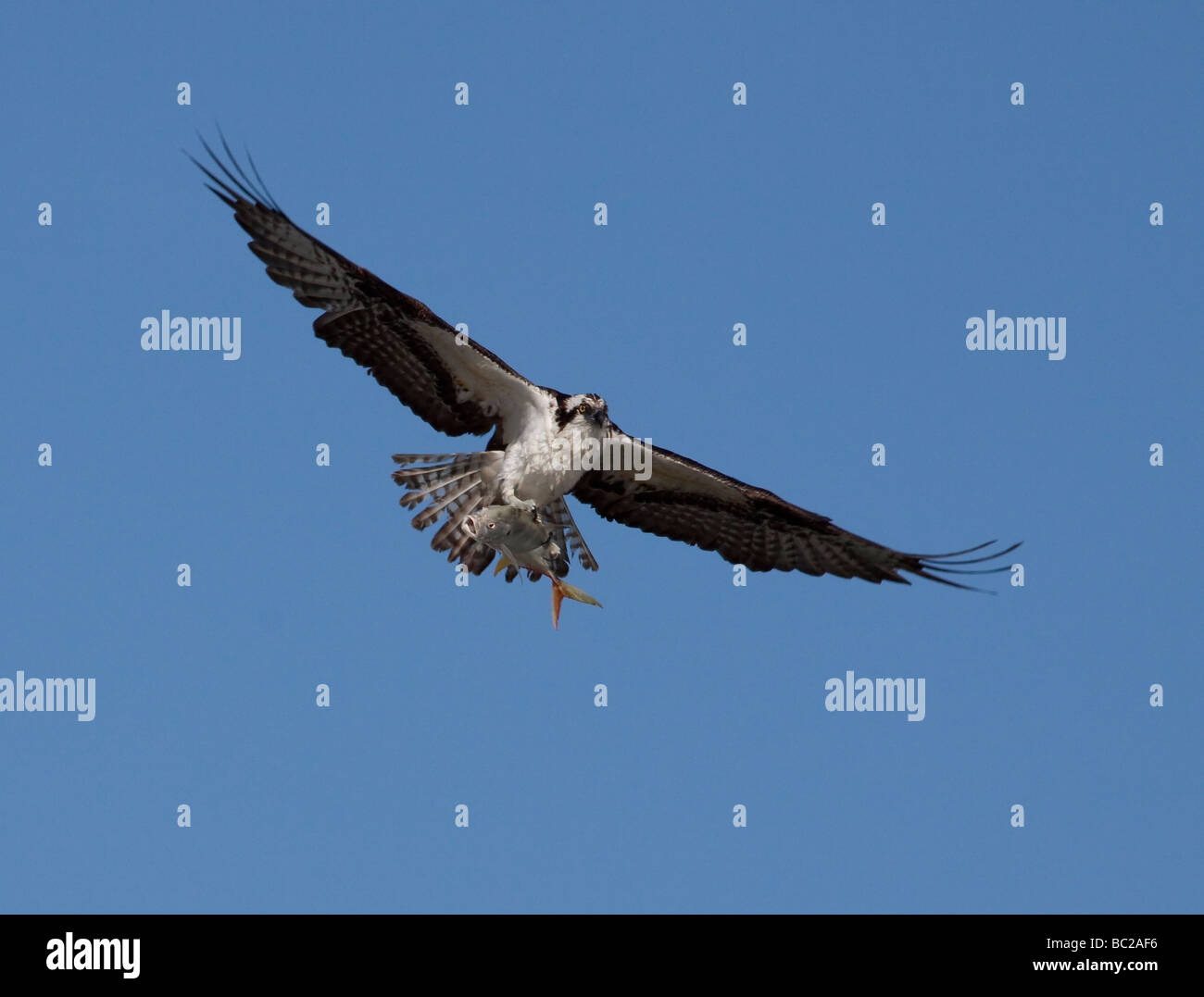 osprey in flight with fish Stock Photo - Alamy