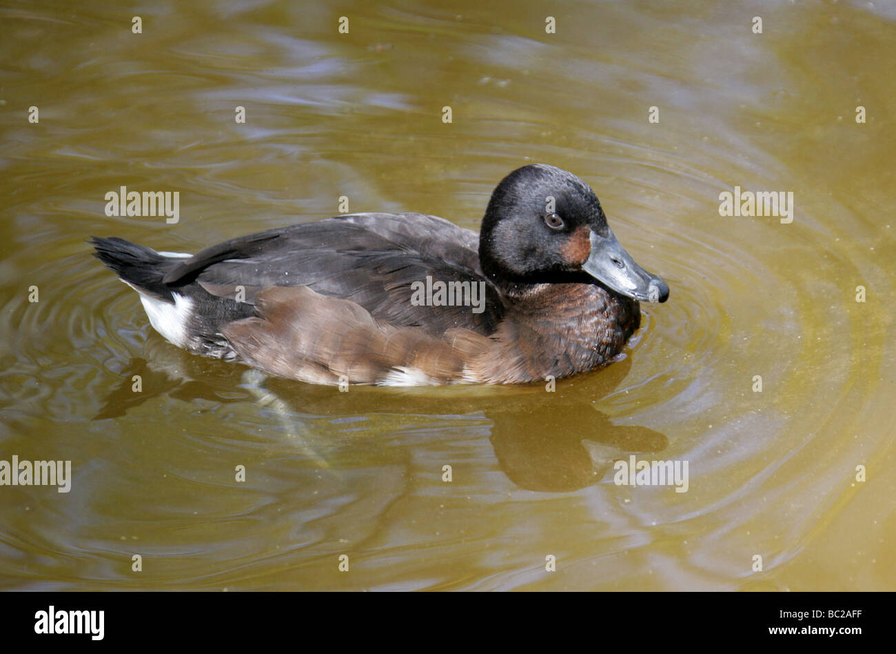 Baer's Pochard (Female), Aythya baeri, Anatidae, Anseriformes Stock ...