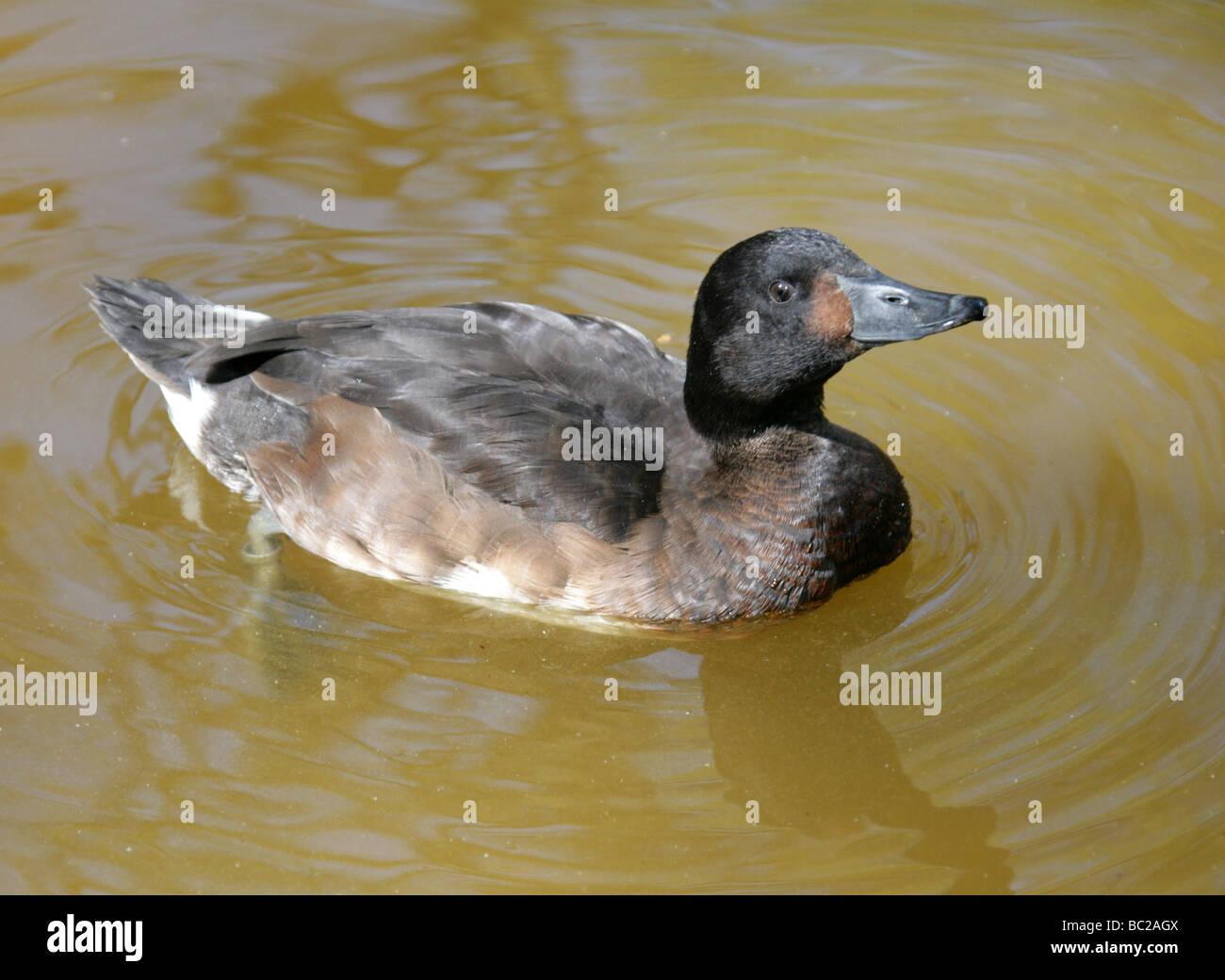 Baer's Pochard (Female), Aythya baeri, Anatidae, Anseriformes Stock ...