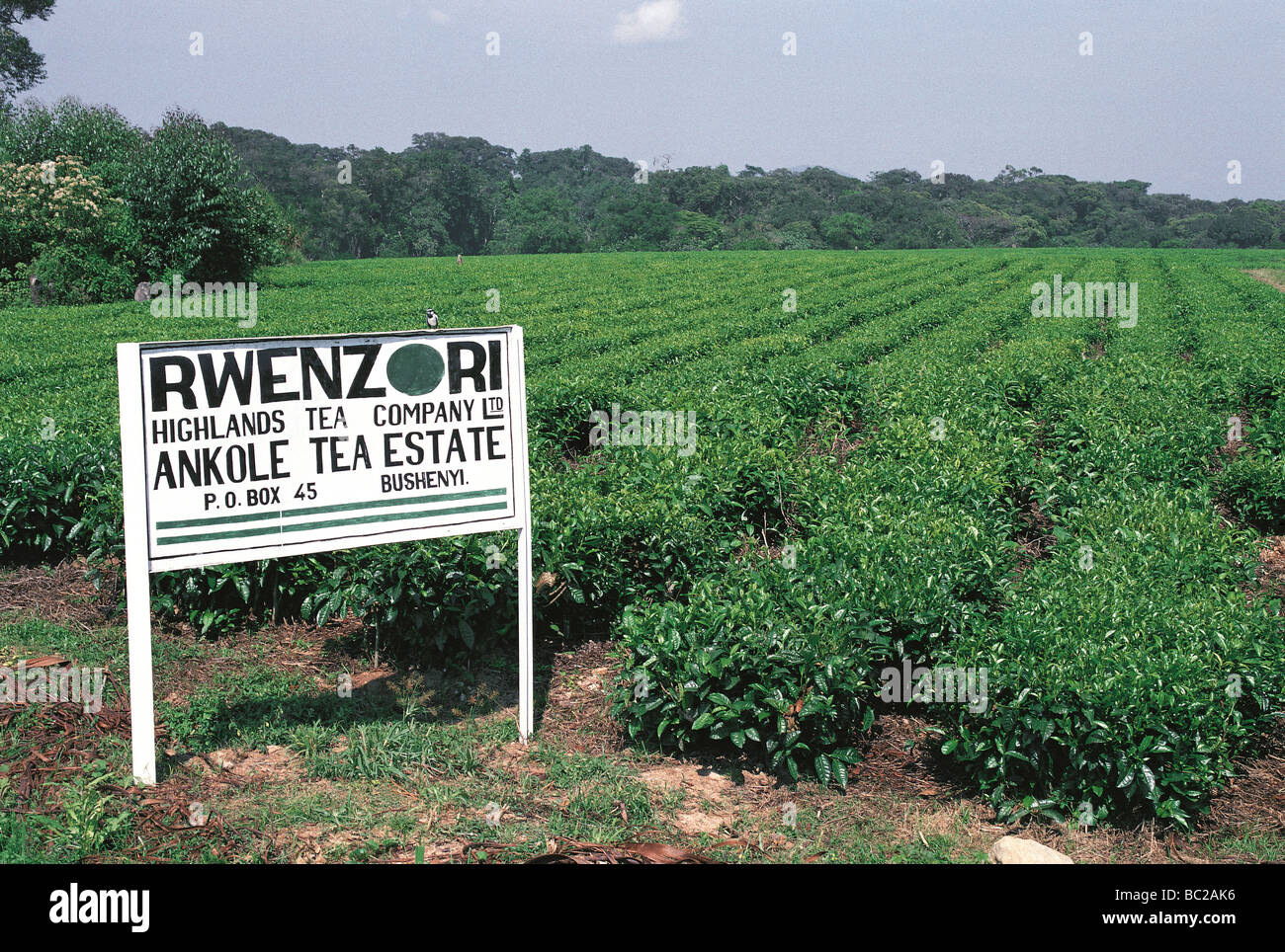 Tea bushes showing the tea table with sign on Ankole tea estate south ...
