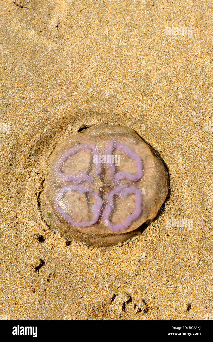 A moon jellyfish on a uk beach Stock Photo - Alamy