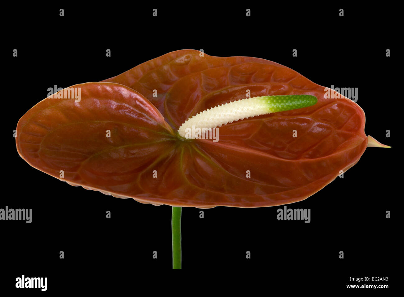 Colorful Anthurium flowers Stock Photo - Alamy