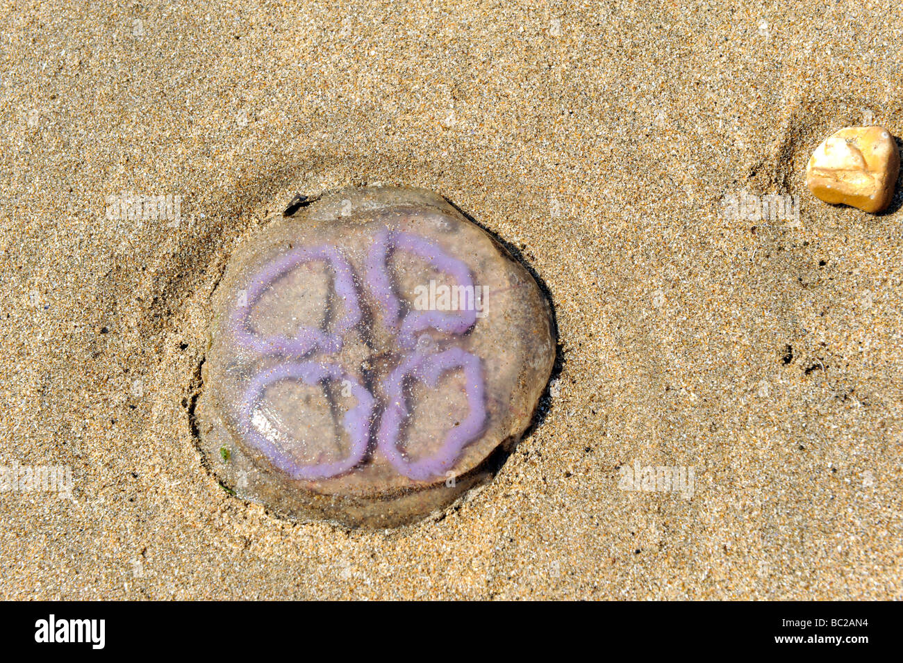 A moon jellyfish on a uk beach Stock Photo - Alamy