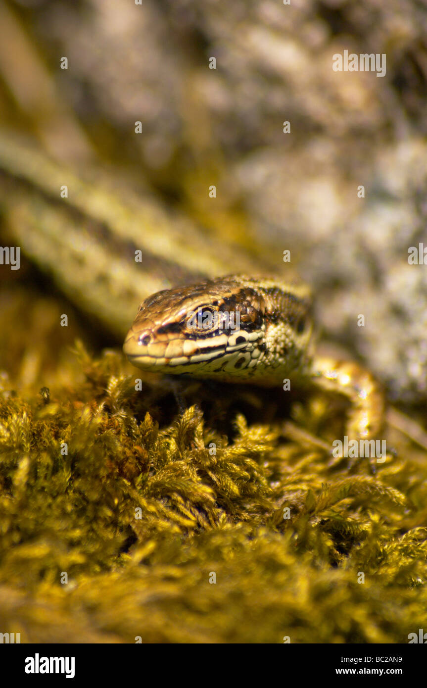 Common lizard sat on granite basking in the sun on Dartmoor Devon UK ...