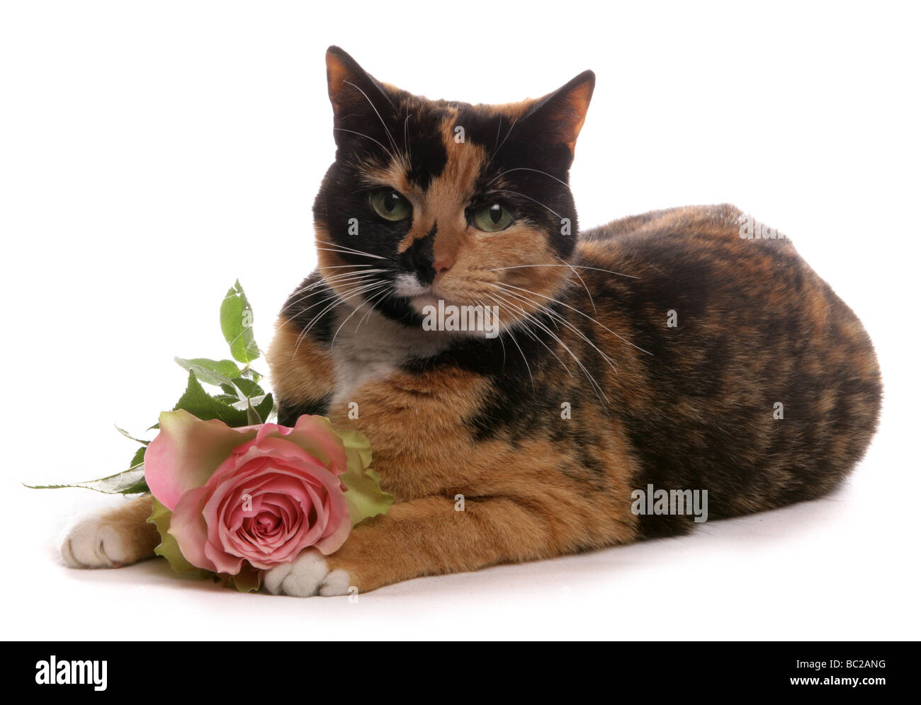 Pink roses cat hi-res stock photography and images - Alamy