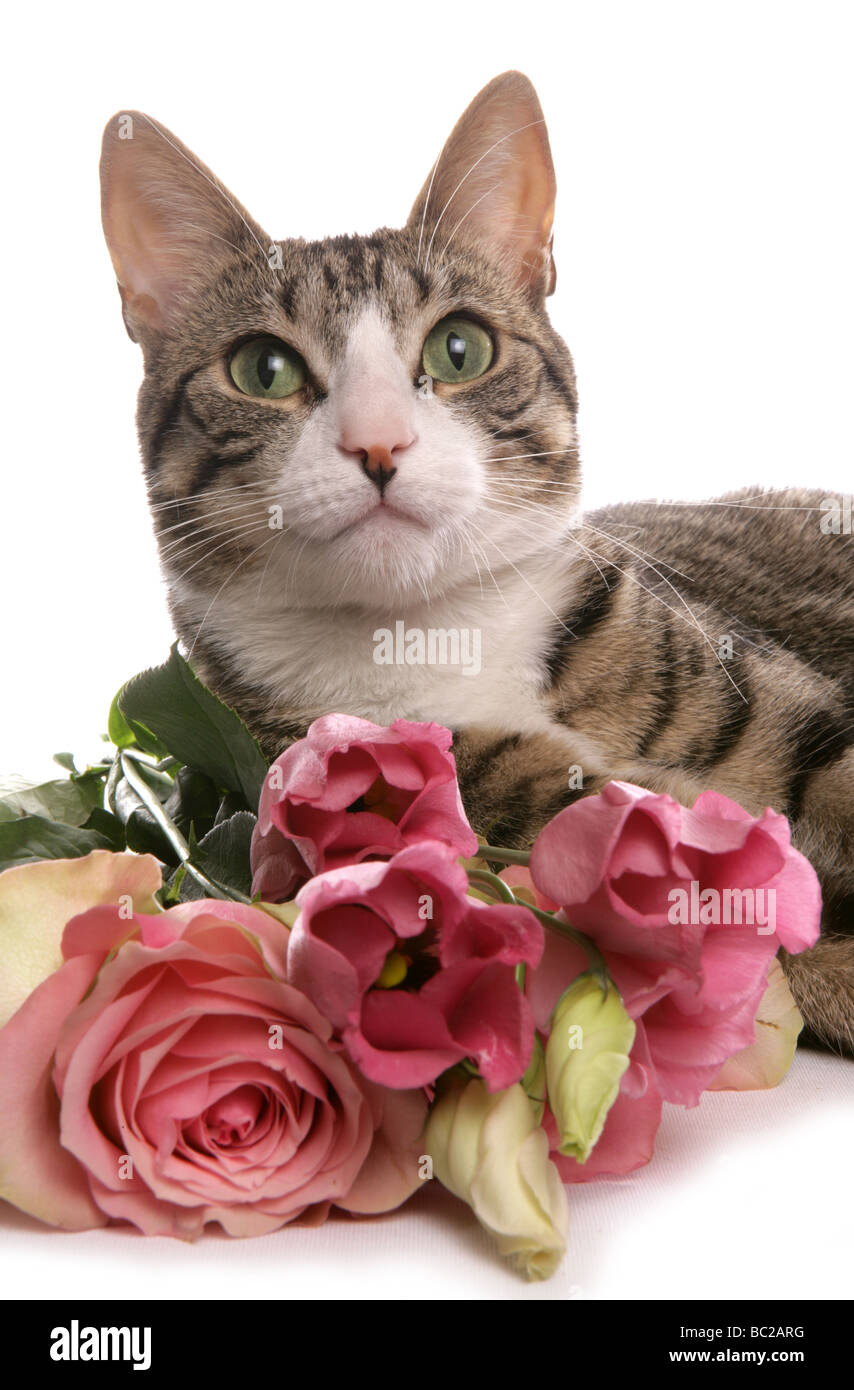 tabby cat with flowers portrait in studio Stock Photo - Alamy