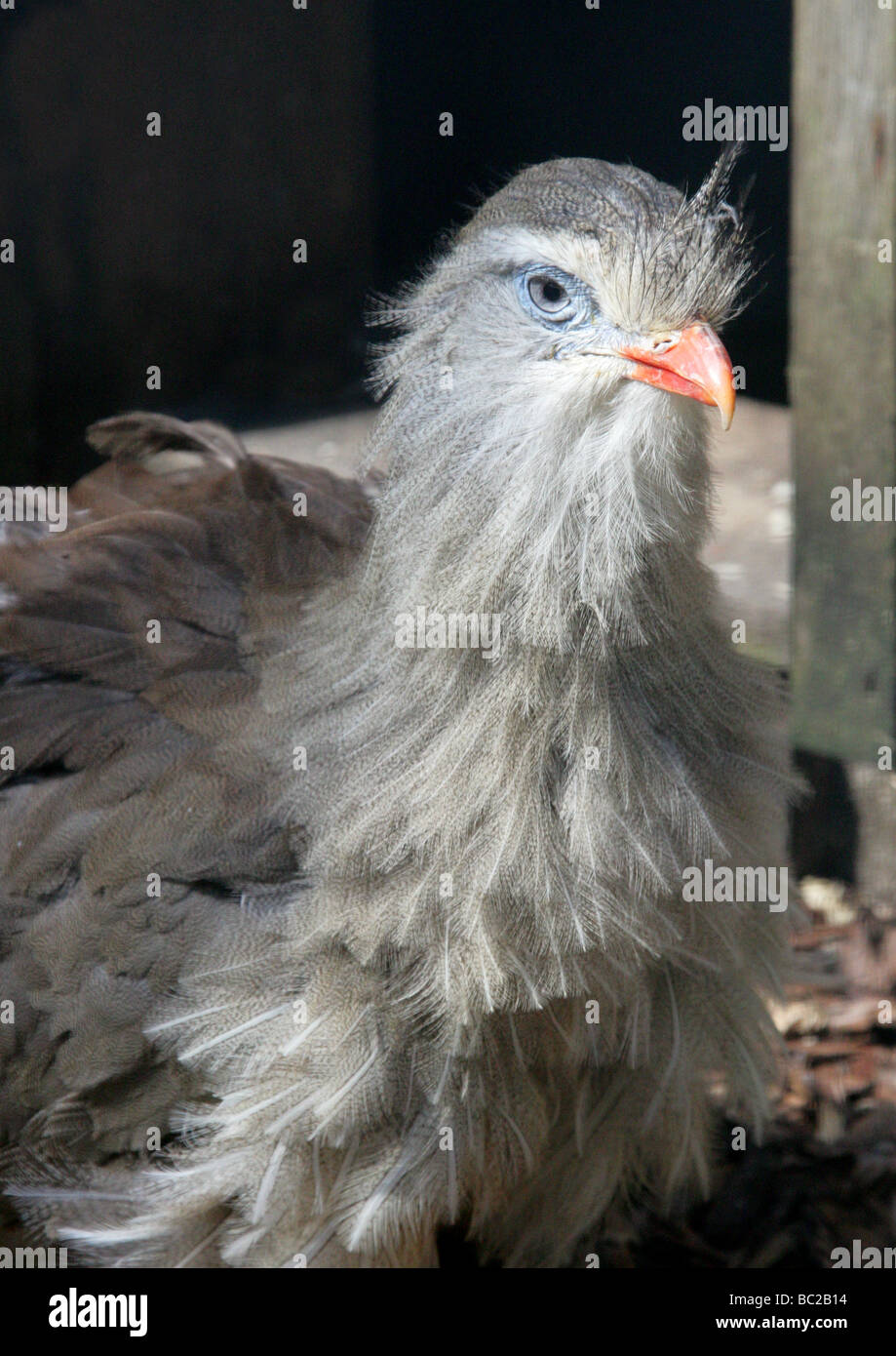 Red-legged Seriema or Crested Cariama, Cariama cristata, Cariamidae ...