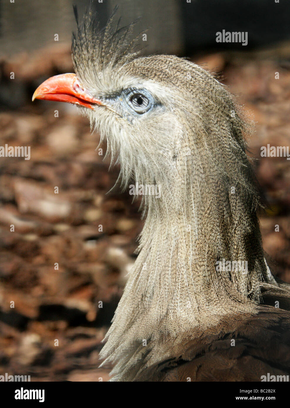 Red-legged Seriema or Crested Cariama, Cariama cristata, Cariamidae ...