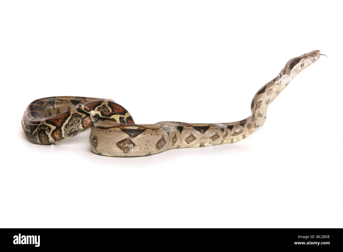 Boa Constrictor Snake Boa C Constrictor Portrait in studio Stock Photo ...