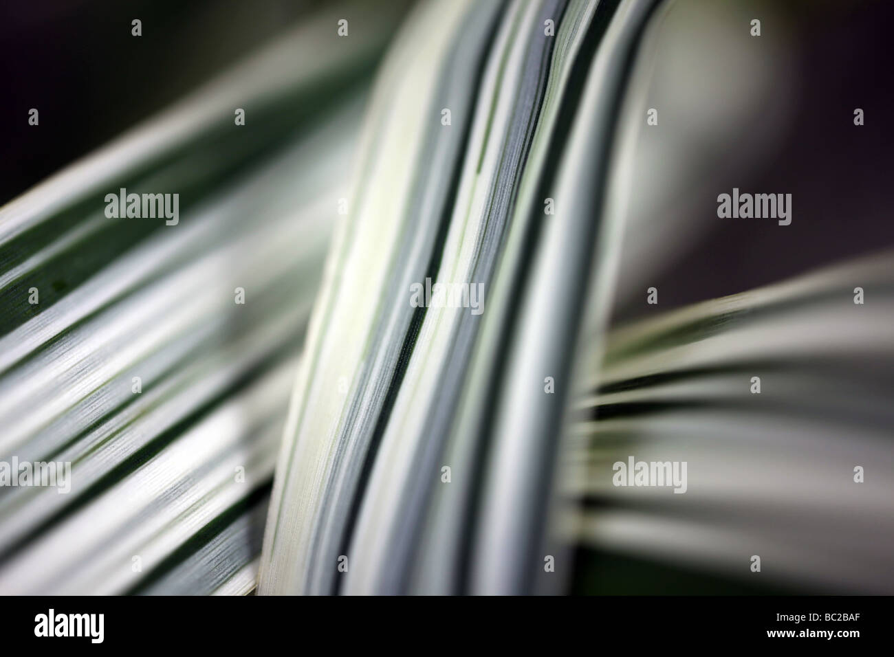 Close Up Abstract View Of Arundo Donax Variegata Striped Giant Reed Grass Shallow Depth Of