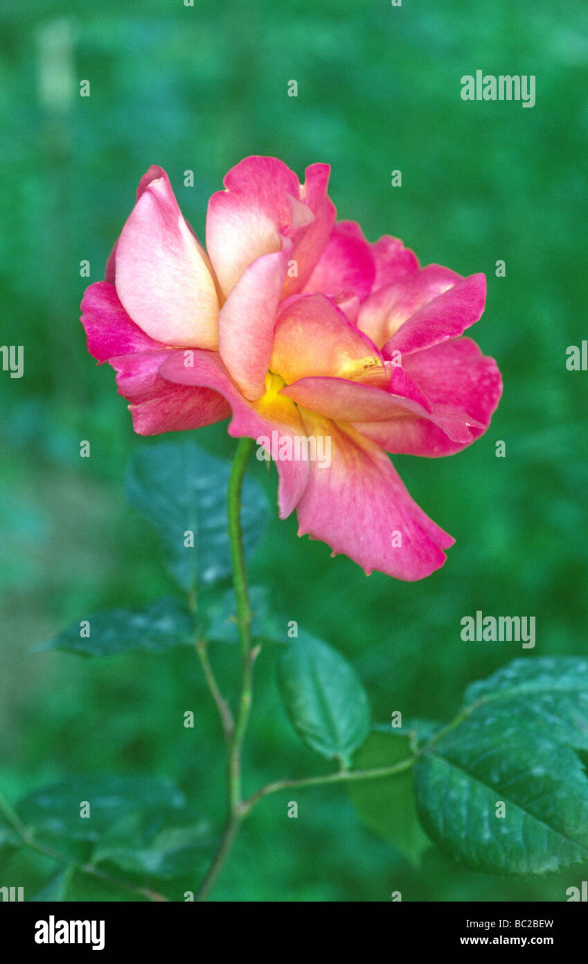 Nice garden rose Stock Photo - Alamy