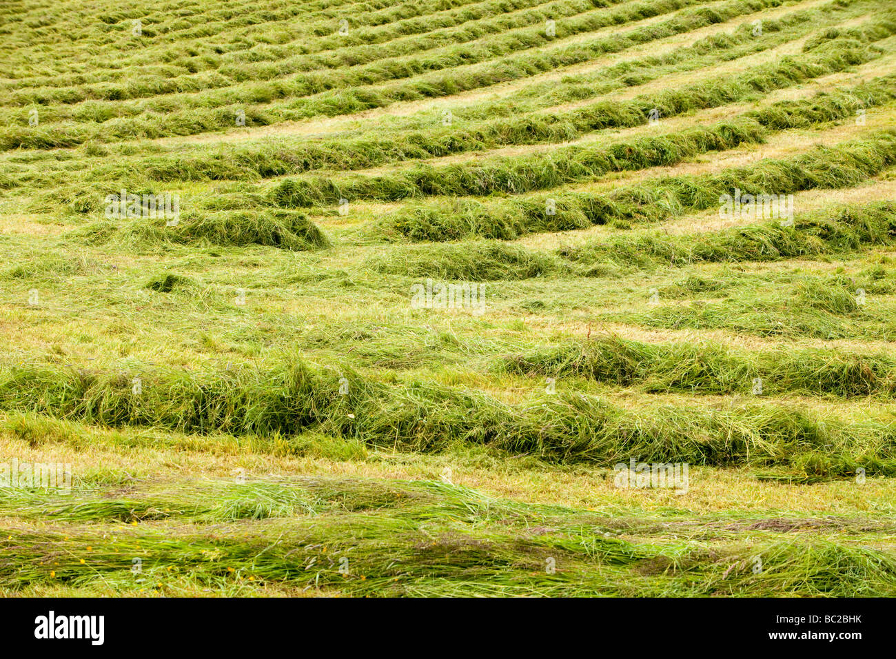 A farmers field with grass cut for hay, Climate change has resulted in ...
